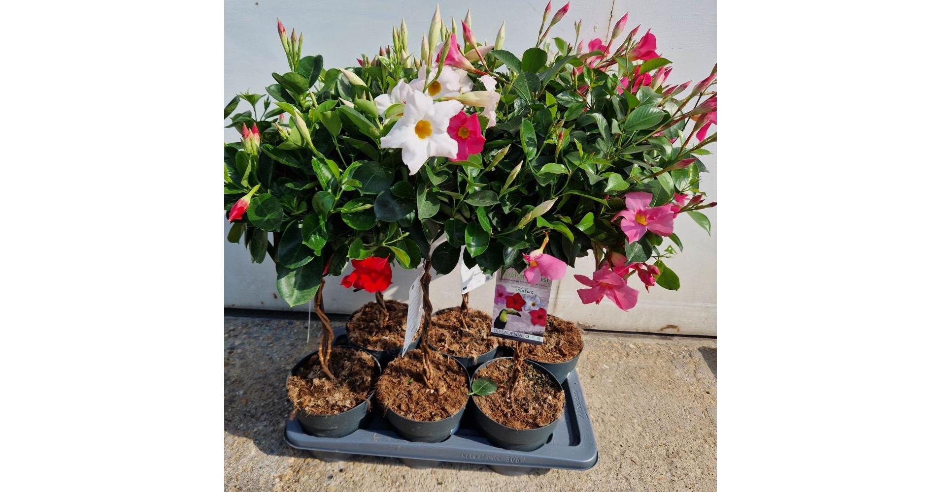 Csavart Törzses Tölcsérjázmin-Dipladénia